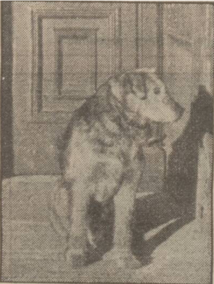 hector-the-dog. – Historic Hamilton